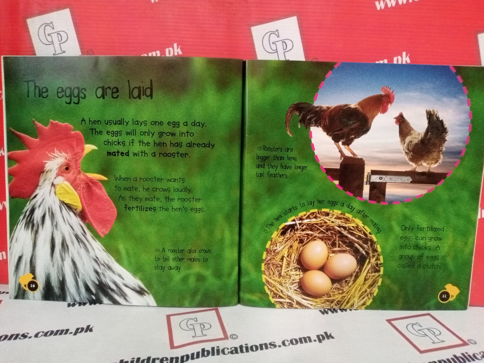 Egg To Chicken – Children Publications
